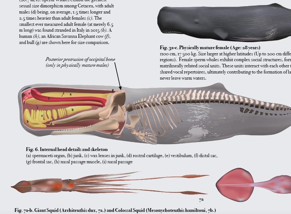 Sperm Whale Skeleton Diagram