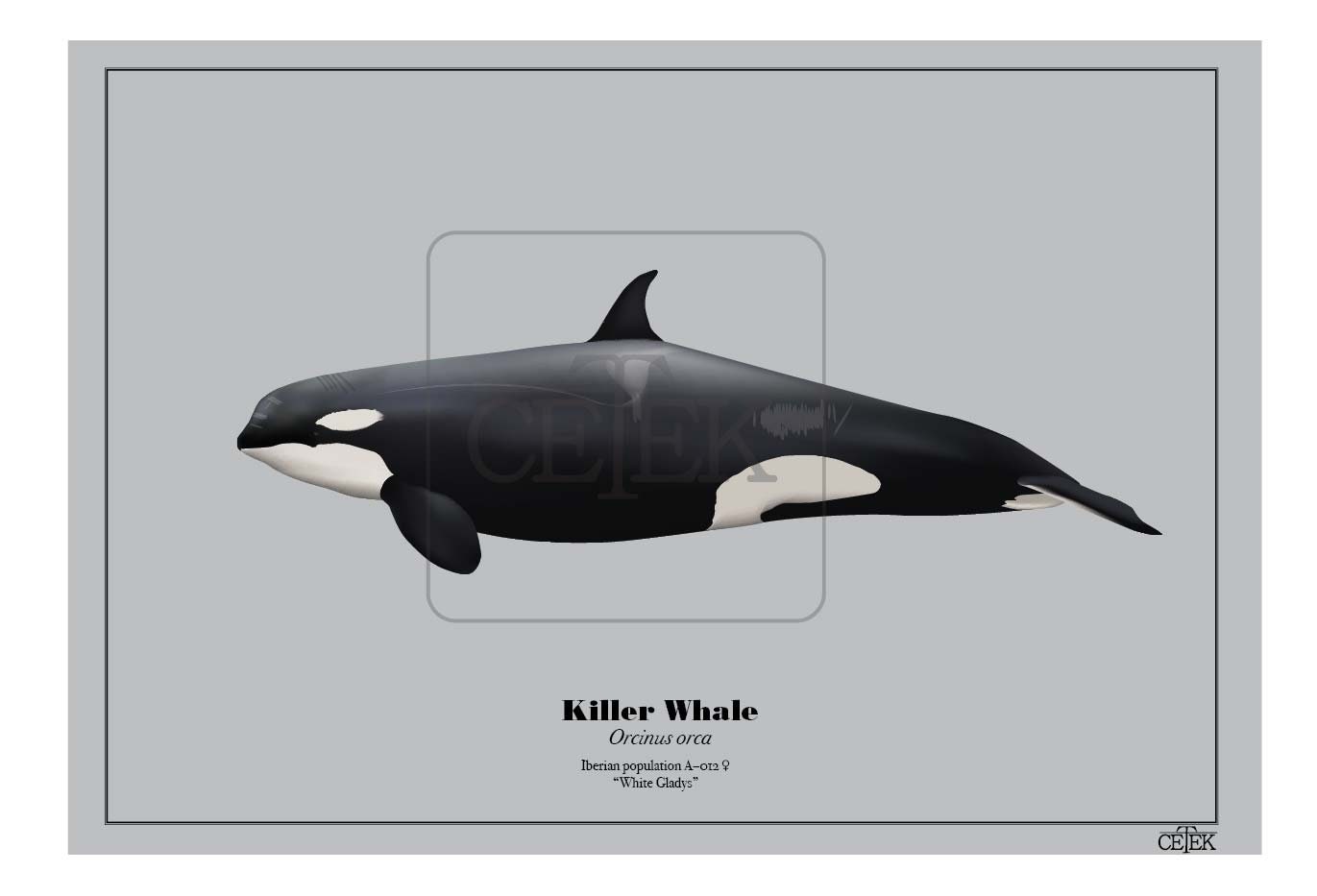 White Gladis (gladis Alba) Iberian Killer Whale Poster - Etsy