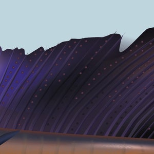 Billfish of the World Poster - Etsy