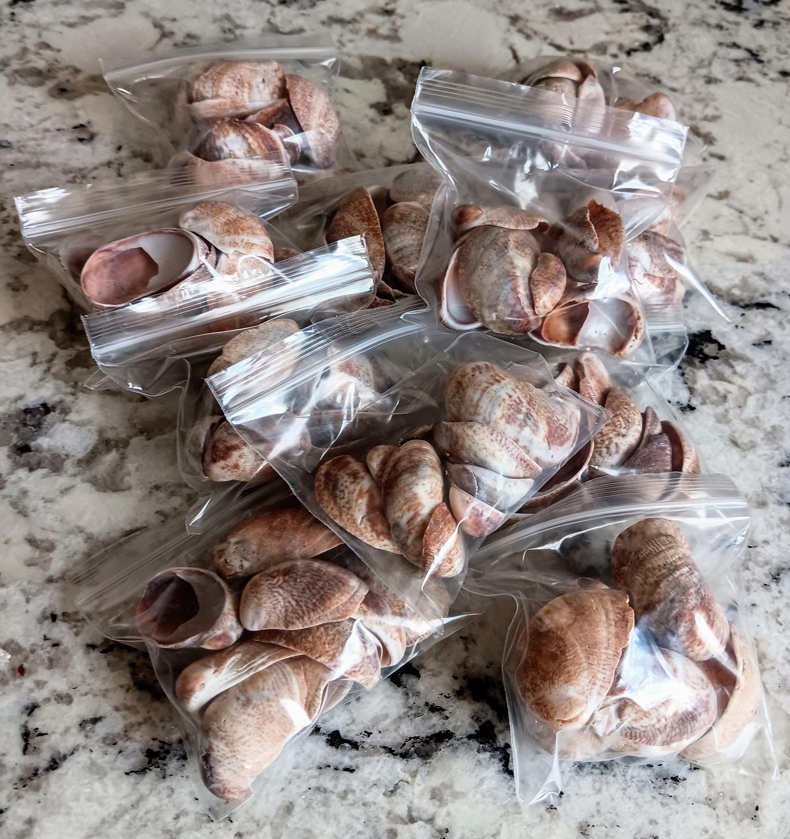 Sea Shells From Southern Rhode Island Beaches Beach Shell Crafts Shell ...