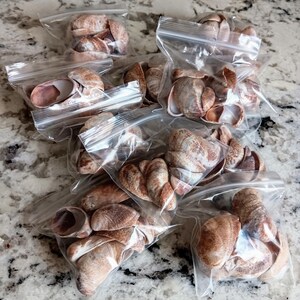 Sea Shells From Southern Rhode Island Beaches Beach Shell Crafts Shell ...