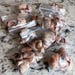 Sea Shells From Southern Rhode Island Beaches Beach Shell Crafts Shell ...