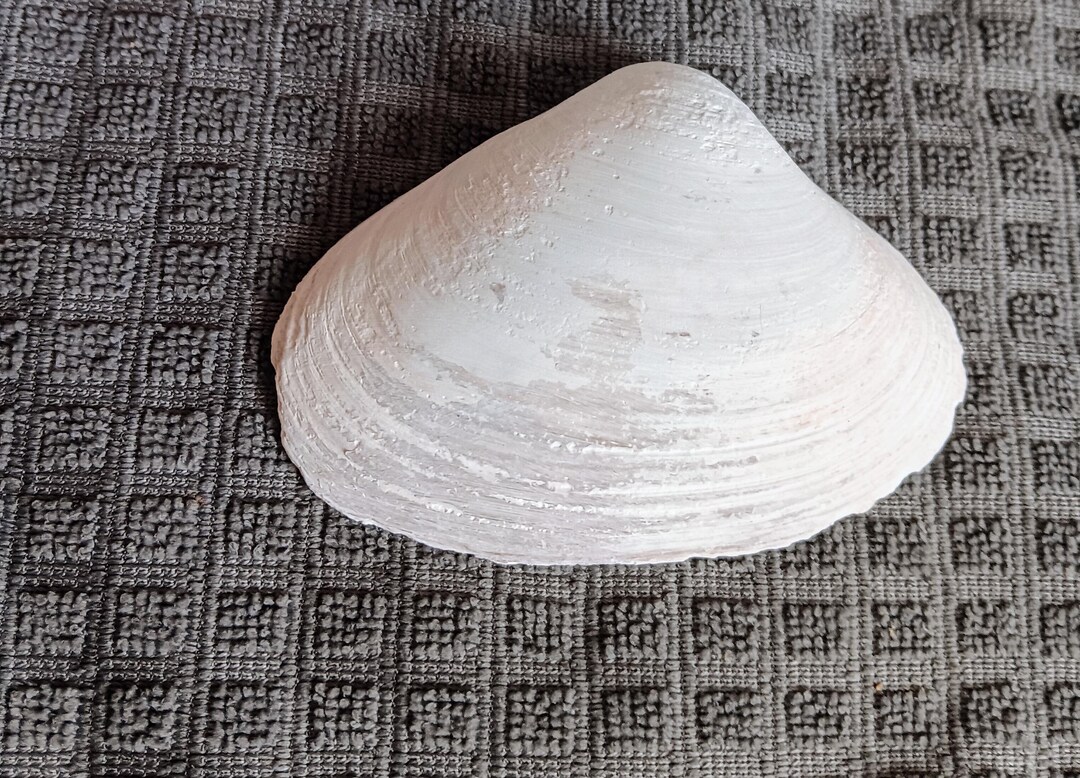 Large Quahog Shells - Seashells - Nautical Shells - Quahogs - Craft ...