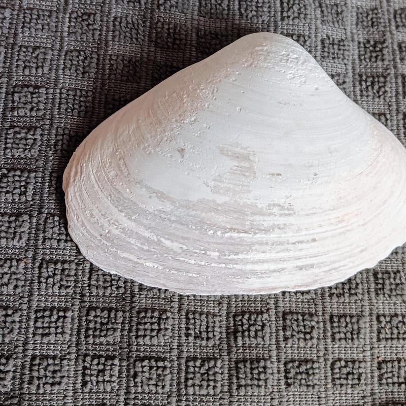 Quahog Shell - Etsy