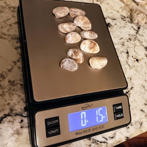 Sea Shells From Southern Rhode Island Beaches Beach Shell Crafts Shell ...