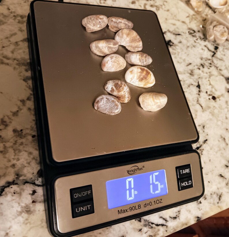 Sea Shells From Southern Rhode Island Beaches Beach Shell Crafts Shell ...