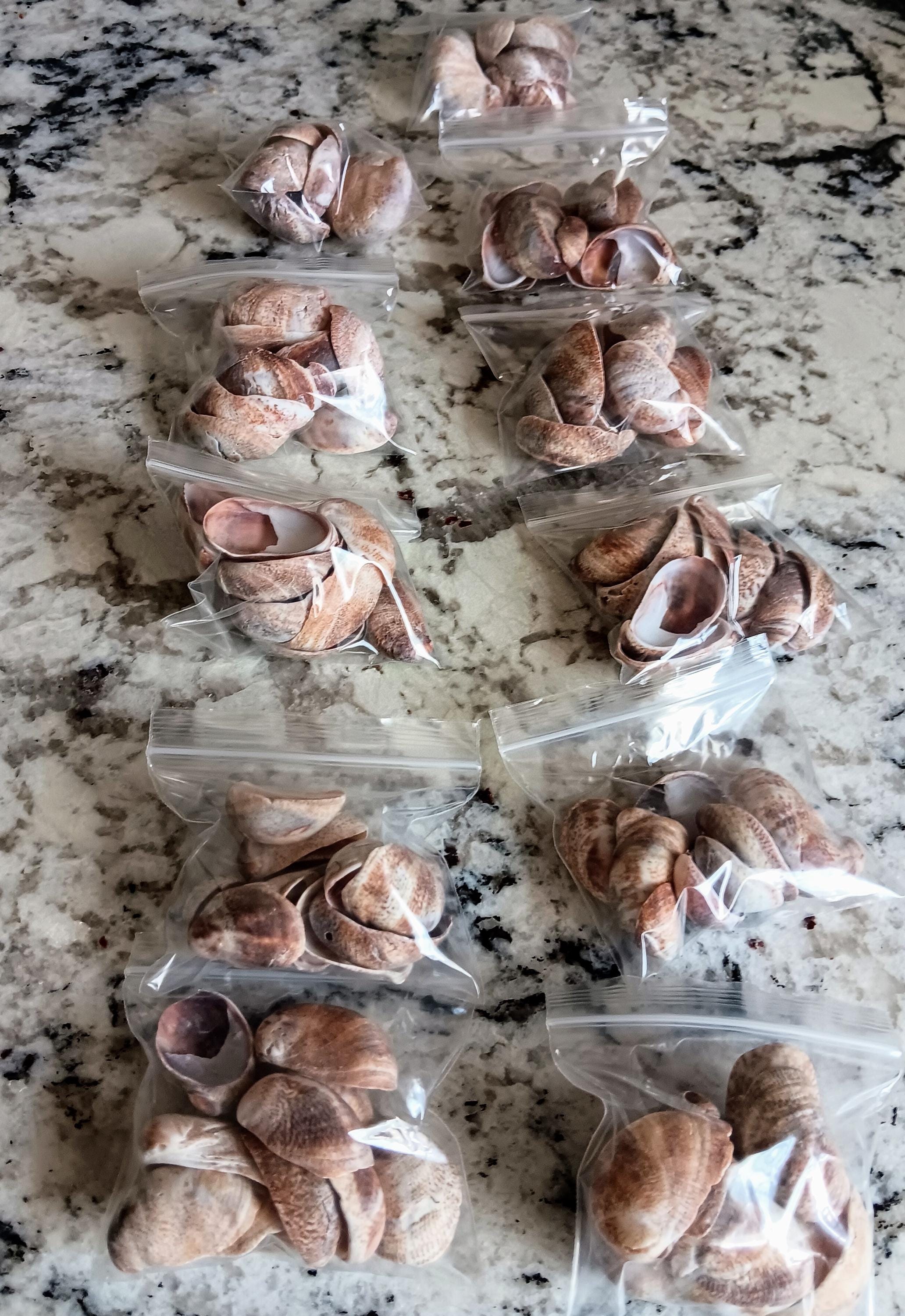 Sea Shells From Southern Rhode Island Beaches Beach Shell Crafts Shell ...