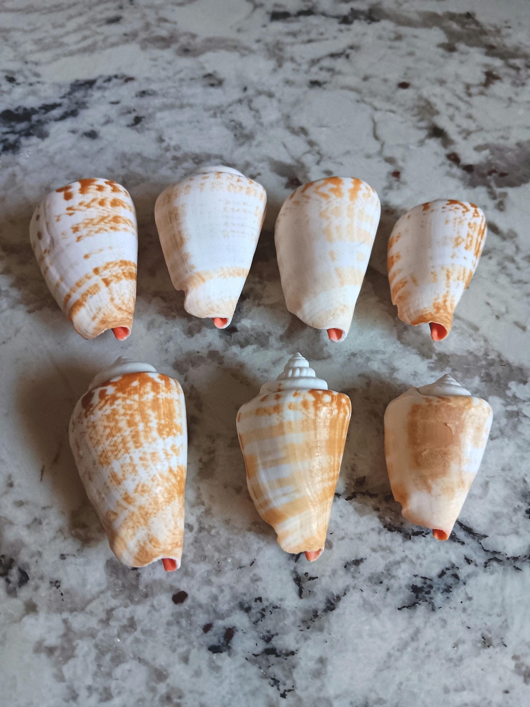 Magnet Fridge Seashell Magnets - Seashells - Shell Crafts - 1.5" - 2.5 ...
