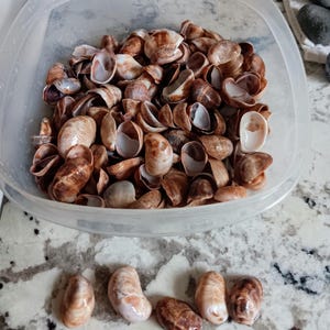 Sea Shells From Southern Rhode Island Beaches Beach Shell Crafts Shell ...