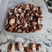 Sea Shells From Southern Rhode Island Beaches Beach Shell Crafts Shell ...