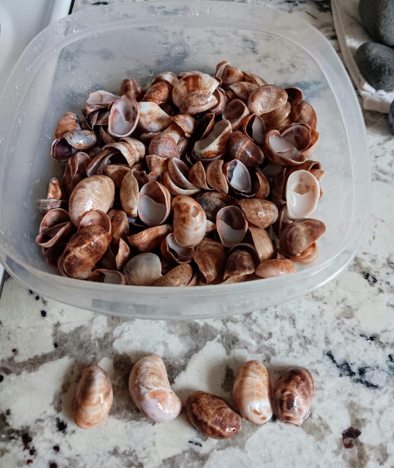 Southern Rhode Island Seashells – Beach Shells for Crafts and Decor, 10 ...
