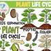 Plant Life Cycle Clip Art - Instant Download - Educational Clipart ...