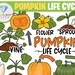 Pumpkin Life Cycle Clip Art - Instant Download - Educational Clipart ...