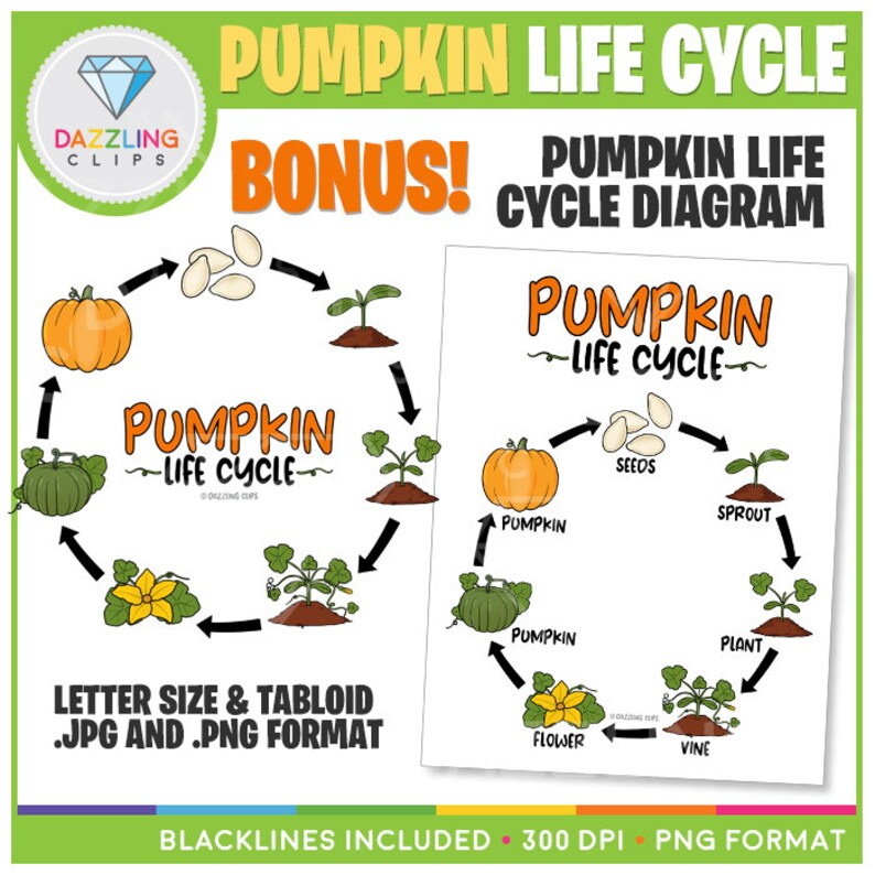 Pumpkin Life Cycle Clip Art - Instant Download - Educational Clipart ...