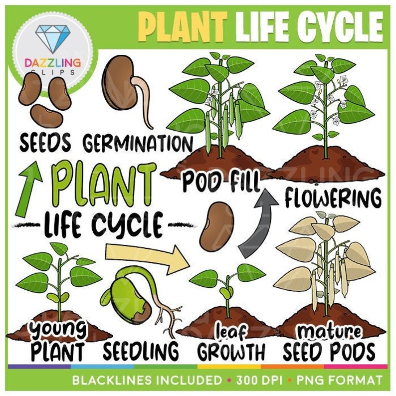 Plant Life Cycle Clip Art - Instant Download - Educational Clipart ...