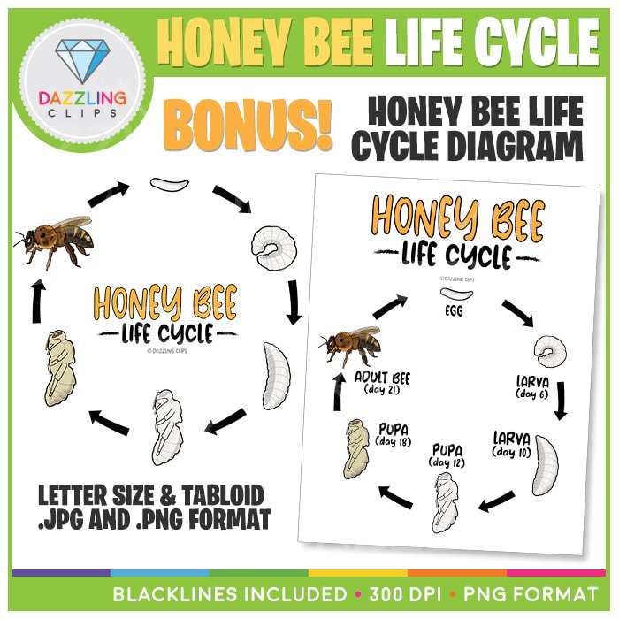 Honey Bee Life Cycle Clip Art - Instant Download - Educational Clipart ...