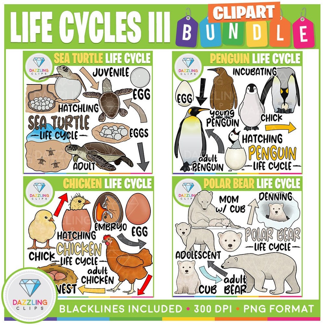 Life Cycles Set III Clip Art BUNDLE! - Instant Download - Educational ...