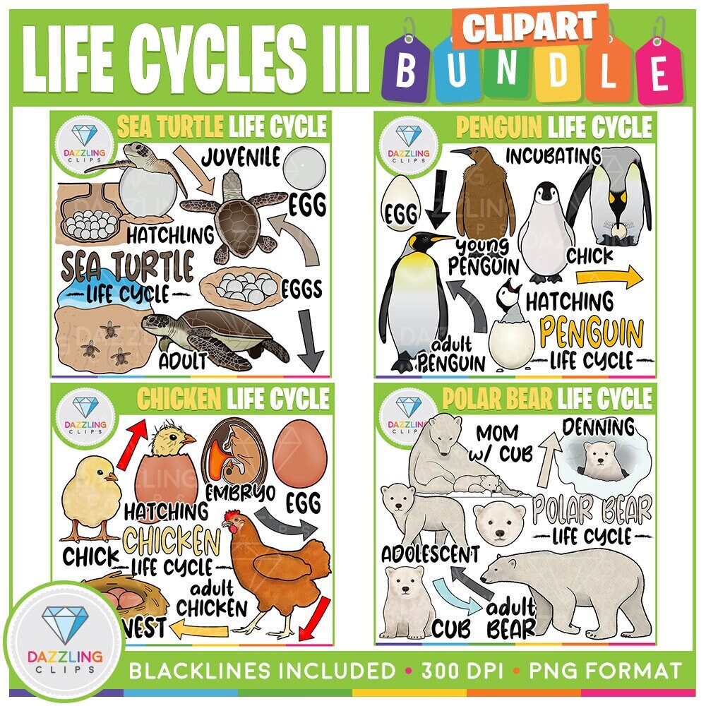 Life Cycles Set III Clip Art BUNDLE Instant Download - Etsy