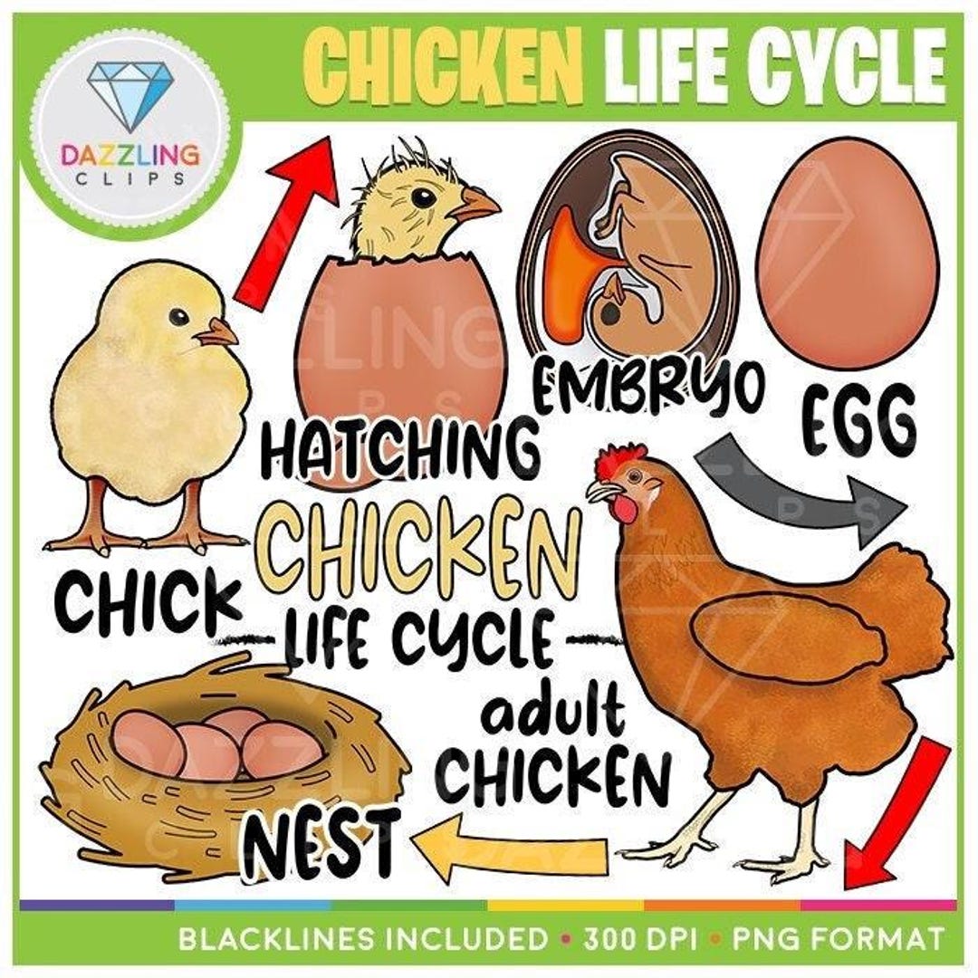 Chicken Life Cycle Clipart: Educational Animal Graphics (instant ...