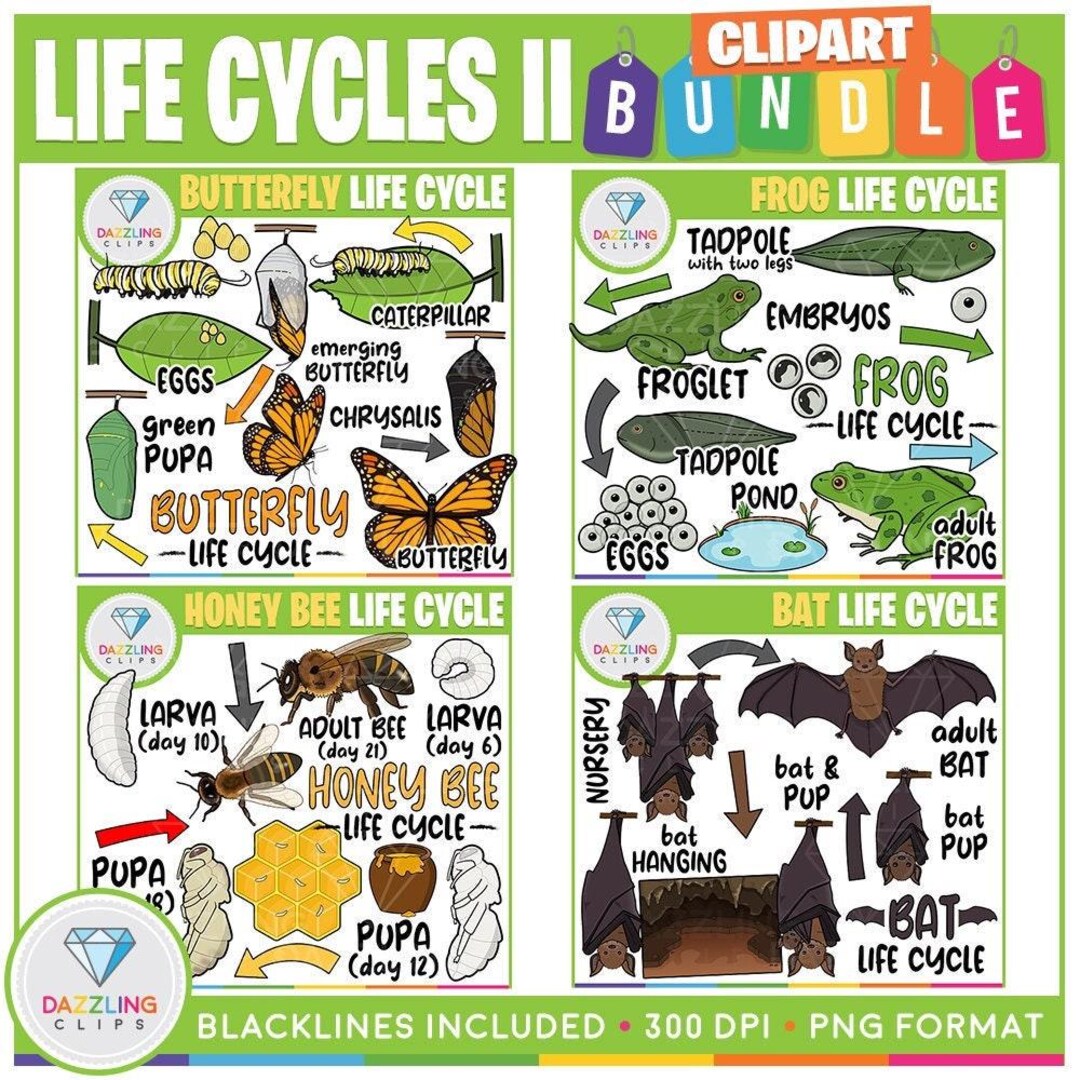 Life Cycles Clip Art Bundle: Butterfly, Frog, Bee, Bat (digital ...