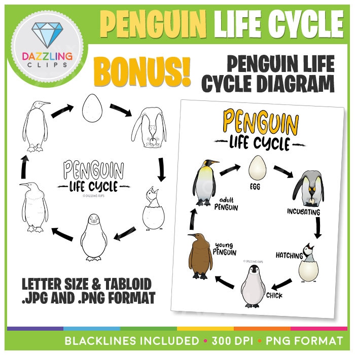 Penguin Life Cycle Clip Art - Instant Download - Educational Clipart ...