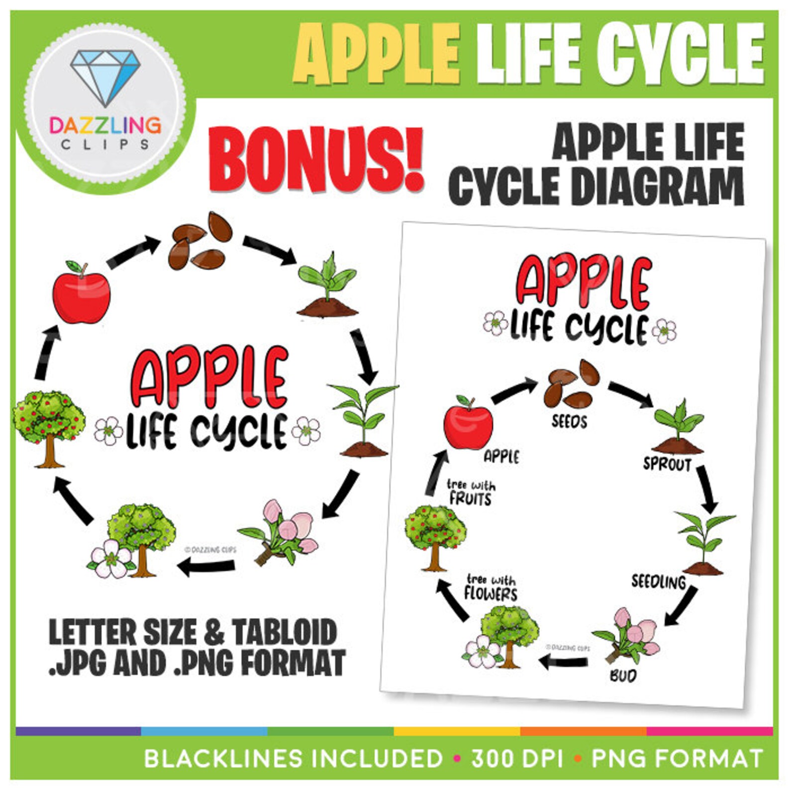 Apple Life Cycle Clip Art - Instant Download - Educational Clipart ...