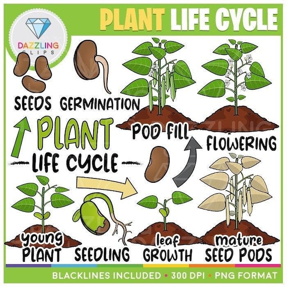 Plant Life Cycle Clipart