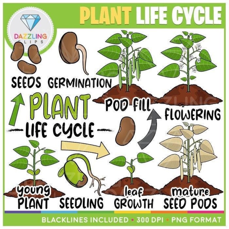 Plant Life Cycle Clip Art - Instant Download - Educational Clipart ...