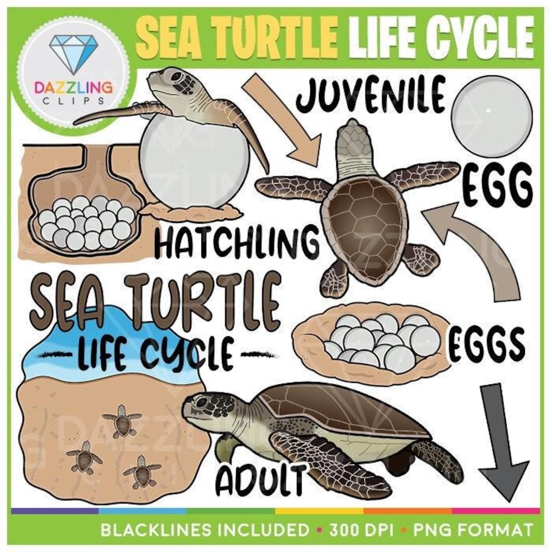 Sea Turtle Life Cycle Clipart: Educational Animal Graphics (instant ...