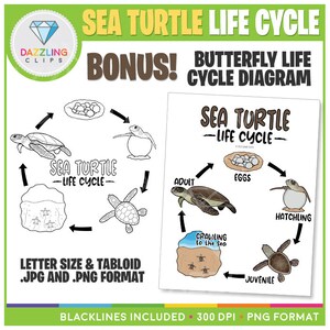 Sea Turtle Life Cycle Clip Art - Instant Download - Educational Clipart ...