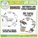 Sea Turtle Life Cycle Clipart: Educational Animal Graphics (instant ...
