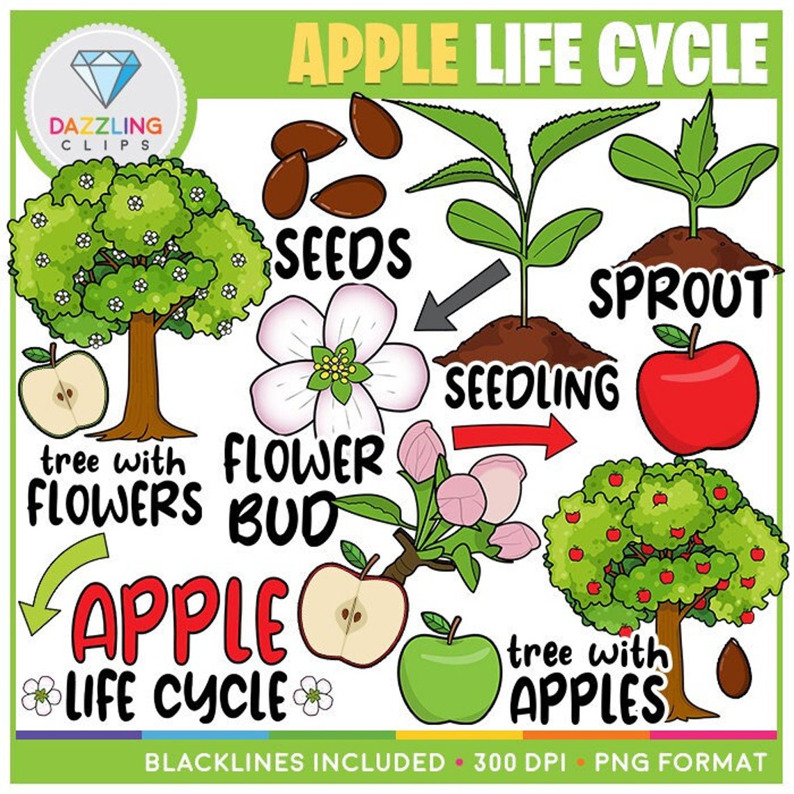 Apple Life Cycle Clip Art - Instant Download - Educational Clipart ...