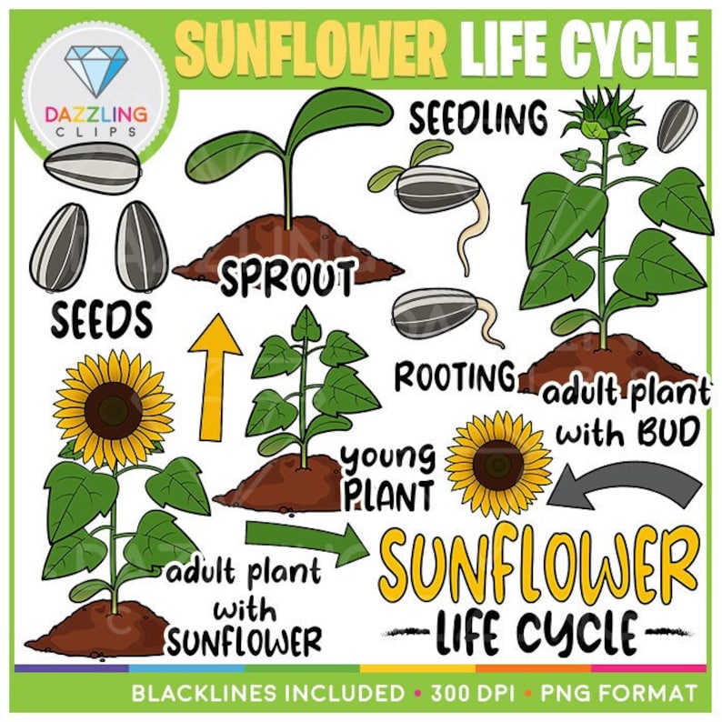 Sunflower Life Cycle Clip Art - Instant Download - Educational Clipart ...
