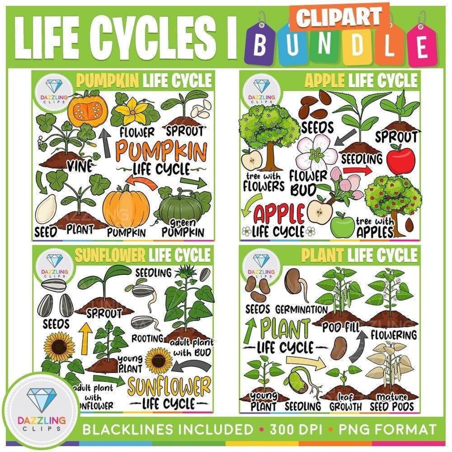 Plant Life Cycles Clip Art Bundle: Educational Graphics (instant ...