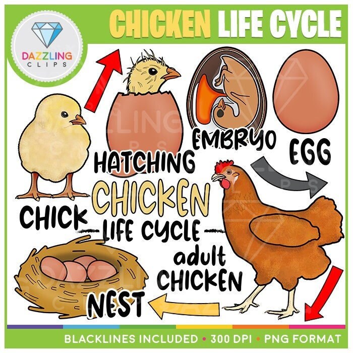 Chicken Life Cycle Clip Art - Instant Download - Educational Clipart ...