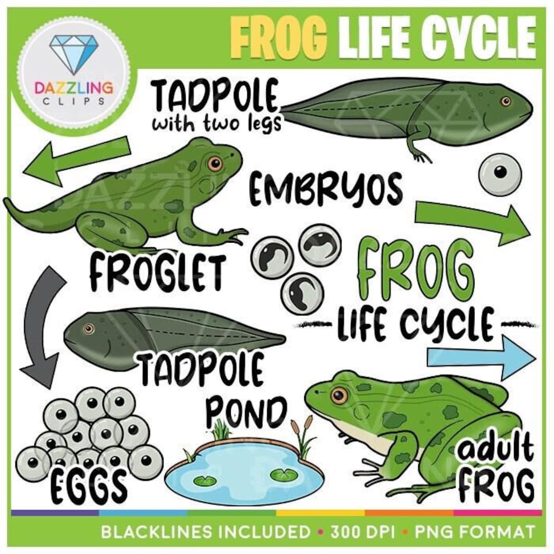 Frog Life Cycle Clipart: Educational Animal Science (digital Download ...