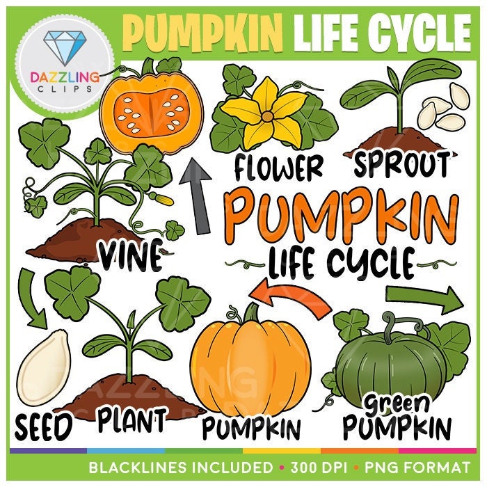Pumpkin Life Cycle Clip Art - Instant Download - Educational Clipart ...