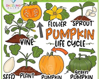 Sunflower Life Cycle Clip Art - Instant Download - Educational Clipart ...