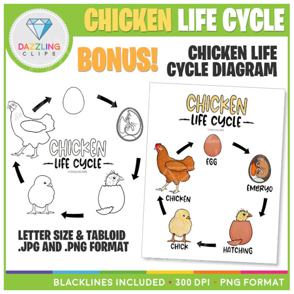 Chicken Life Cycle Clip Art - Instant Download - Educational Clipart ...