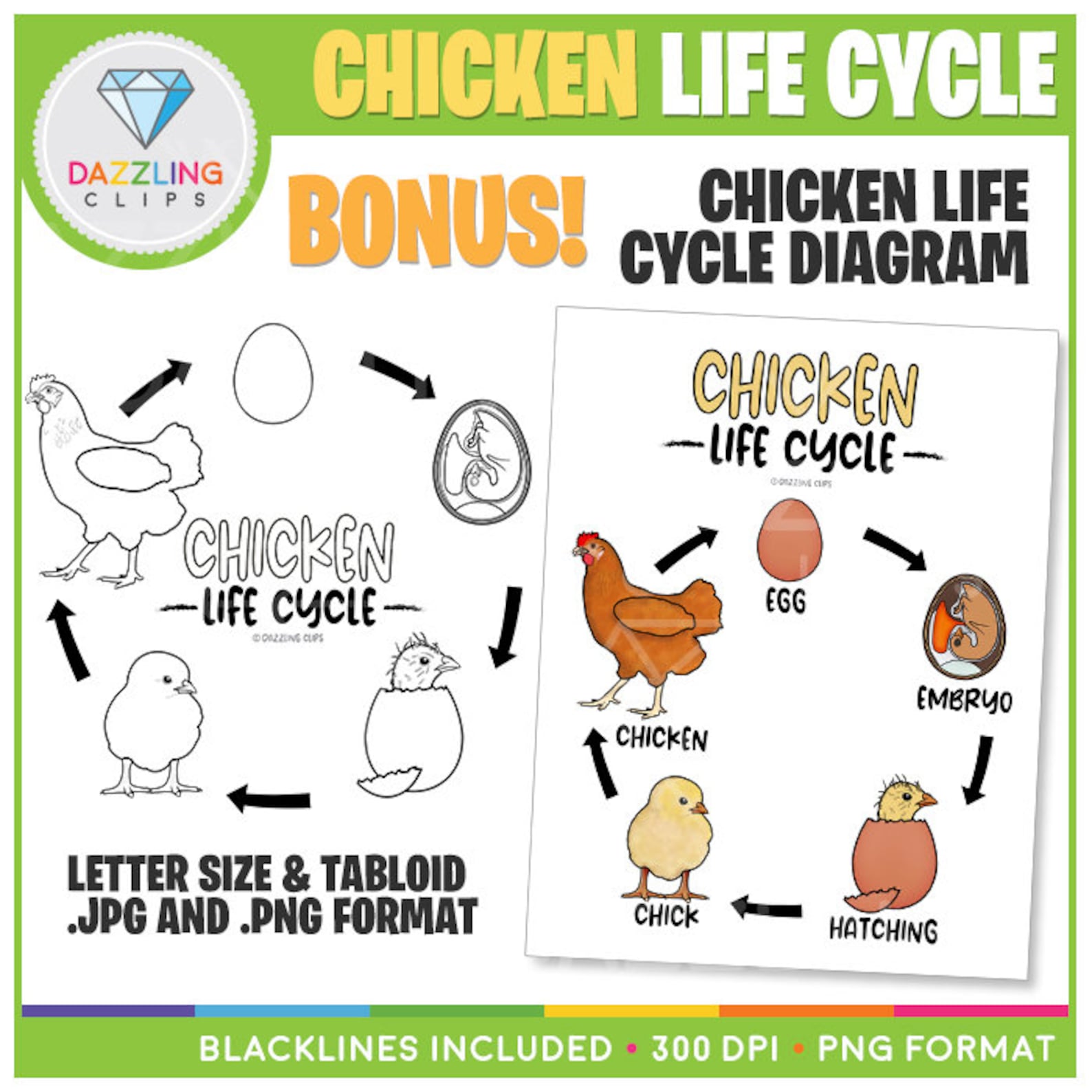 Chicken Life Cycle Clip Art - Instant Download - Educational Clipart ...