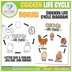Chicken Life Cycle Clip Art - Instant Download - Educational Clipart ...