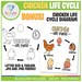 Chicken Life Cycle Clip Art - Instant Download - Educational Clipart ...