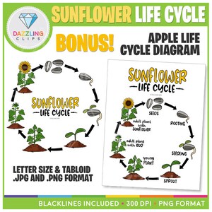 Sunflower Life Cycle Clip Art - Instant Download - Educational Clipart ...