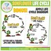 Sunflower Life Cycle Clip Art - Instant Download - Educational Clipart ...