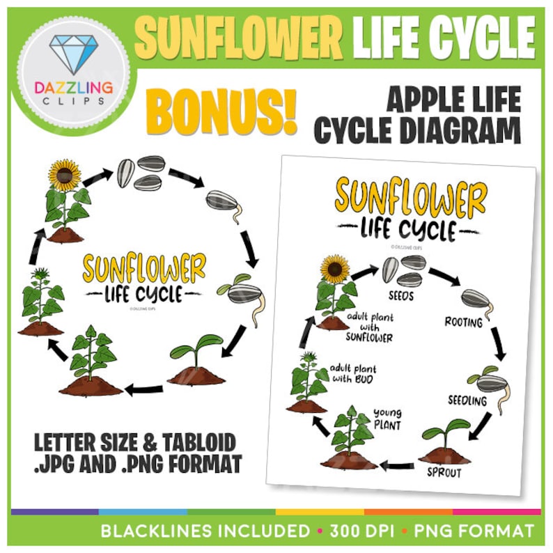 Sunflower Life Cycle Clip Art - Instant Download - Educational Clipart ...