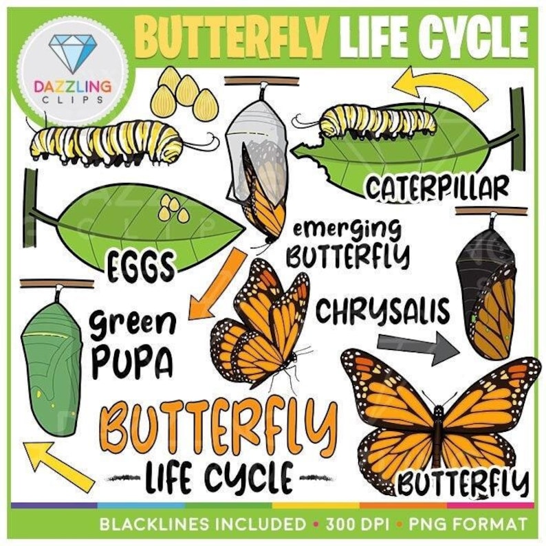Butterfly Life Cycle Clipart: Educational Science Graphics (instant ...