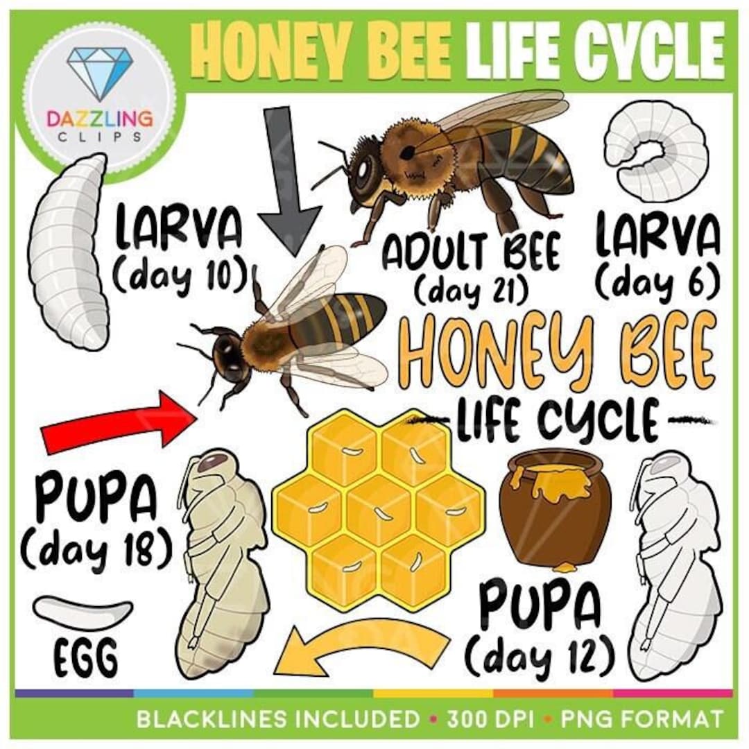 Honey Bee Life Cycle Clipart: Educational Science Graphics (digital ...