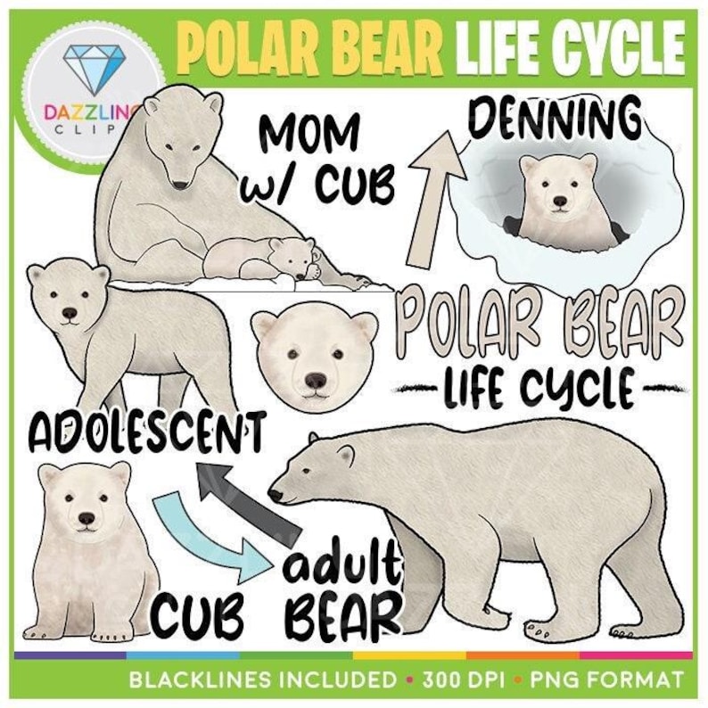 Polar Bear Life Cycle Clipart: Educational Animal Illustrations ...