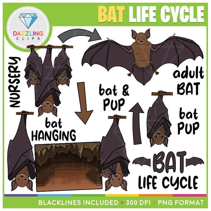 Bat Life Cycle Clip Art Instant Download Educational Clipart Learn ...