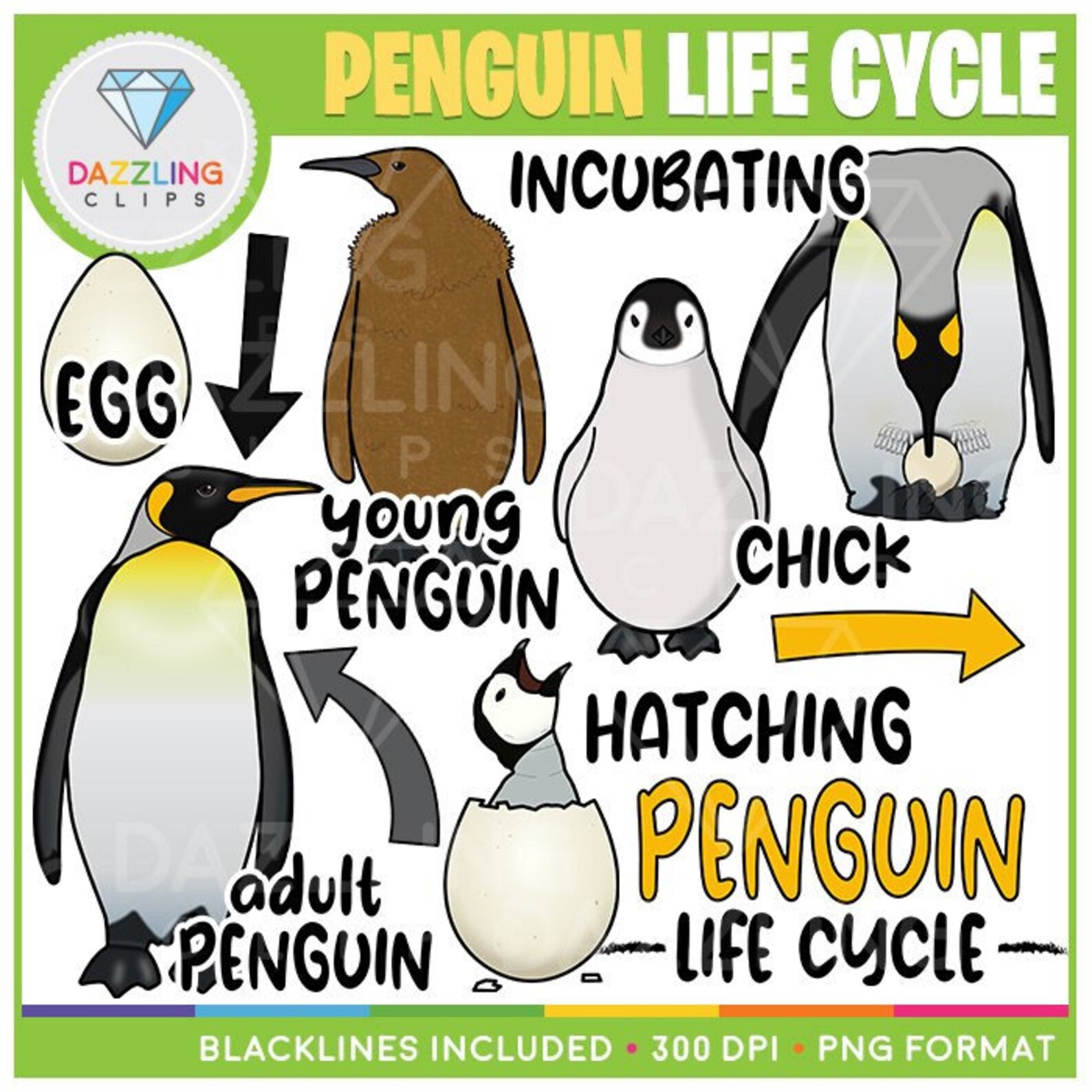 Penguin Life Cycle Clip Art - Instant Download - Educational Clipart ...